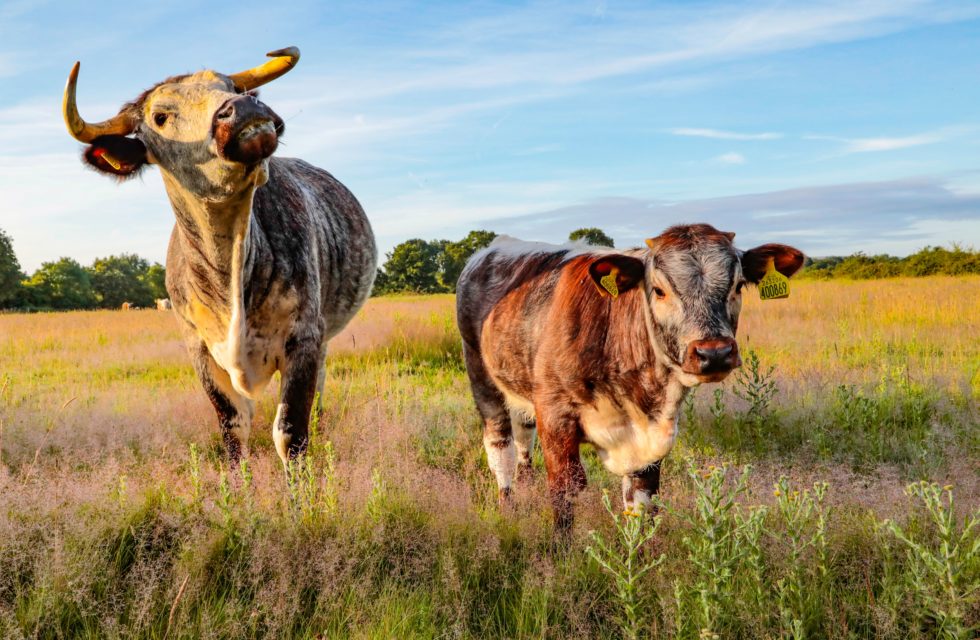 Home - The Countryman Inn